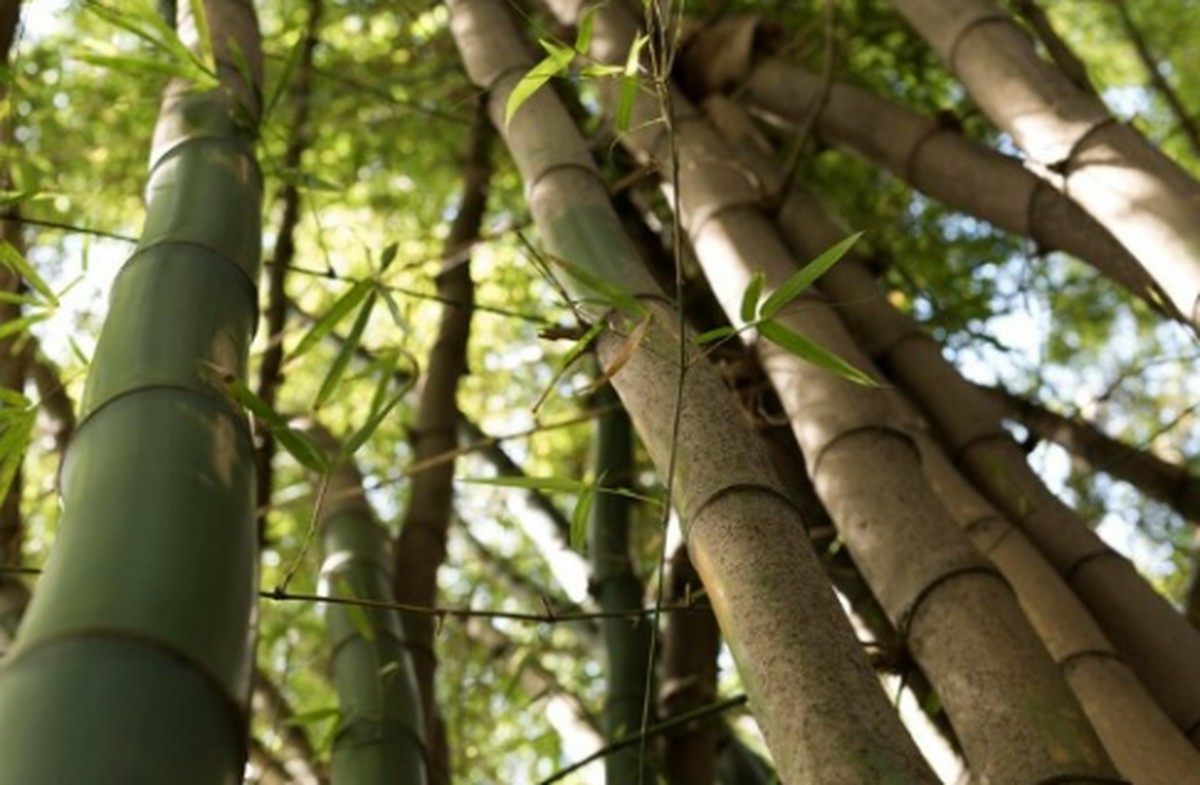 Cebis destaca potencial econômico do bambu e reforça a importância de ...