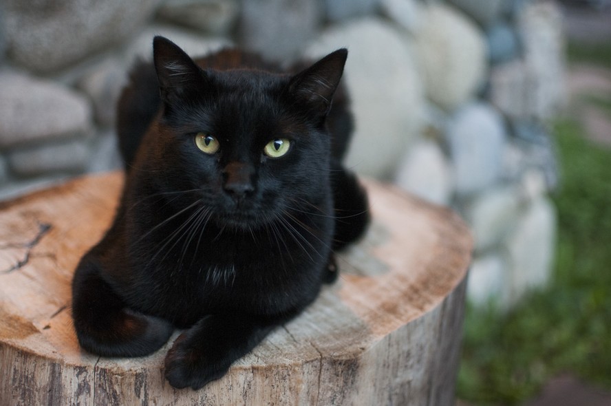 Gato mais rico do mundo, Blackie tem fortuna avaliada em quase R$ 115 ...
