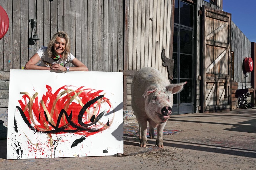 Porca pintora chamada 'Pigcasso' já vendeu mais de R$ 4,7 milhões em obras