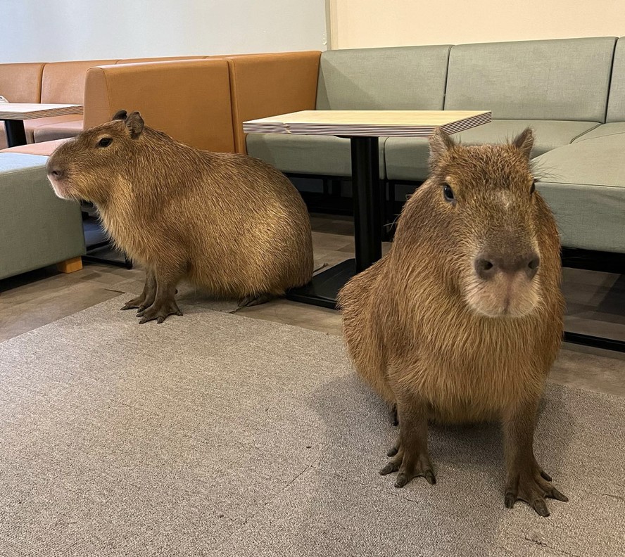 Conheça o Cafe Capyba: a cafeteria que oferece momentos de relaxamento ...