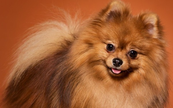 Spitz Alemão: tudo sobre a raça, cuidados, temperamento e dicas ...