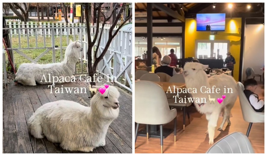 Cafeteria viraliza ao oferecer brunch com presença de alpacas e gera ...