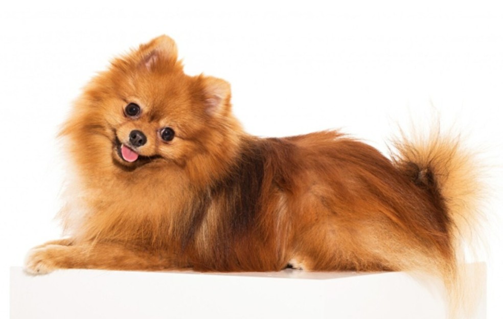 Spitz Alemão: tudo sobre a raça, cuidados, temperamento e dicas ...